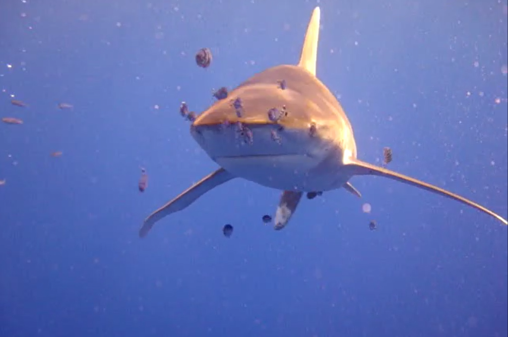 Longimanus sur Elphinstone | AVGPlongee