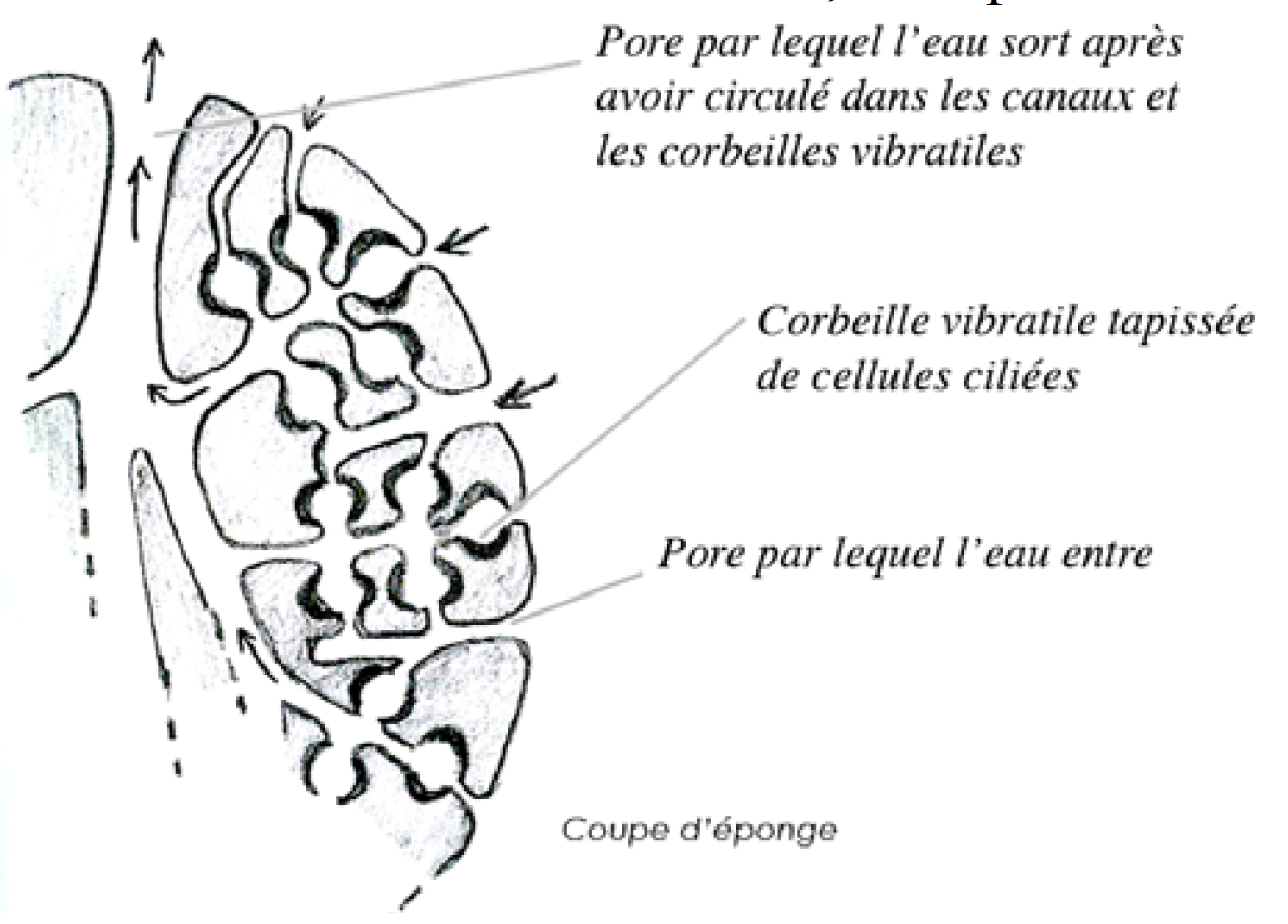 Les éponges | AVGPlongee