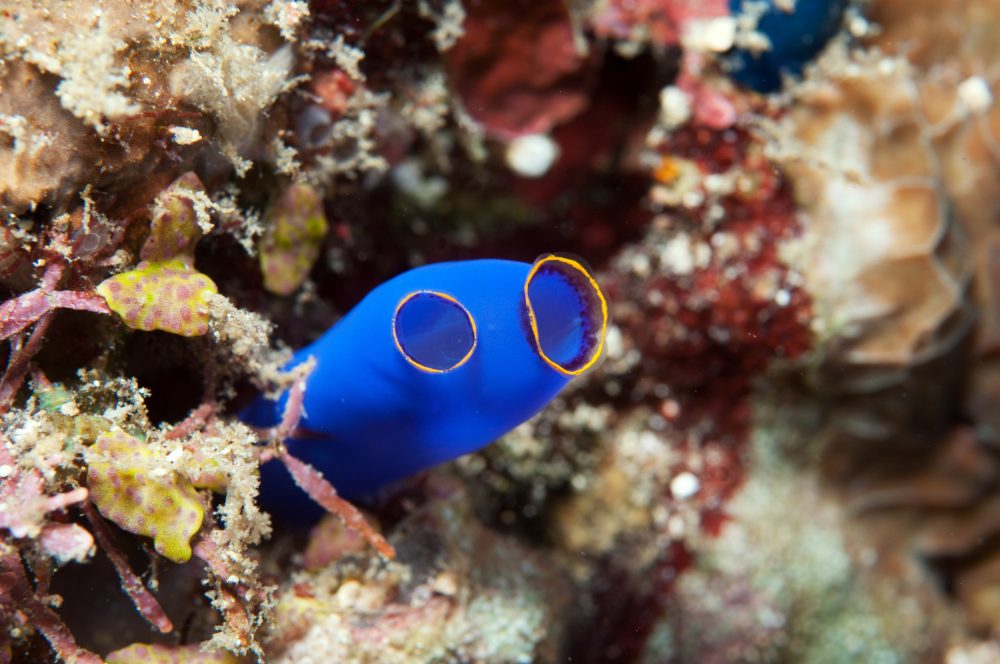 Les ascidies | AVGPlongee